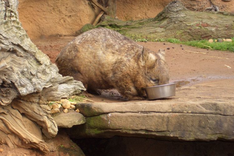 Wombat Hewan Lucu Dengan Cakar Yang Tajam