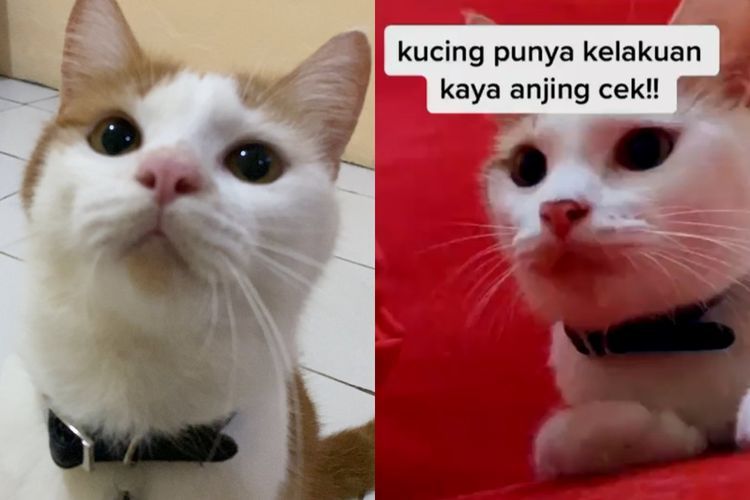Viral Kucing Bertingkah seperti Anjing, Suka Melet-melet Sendiri, Ini ...