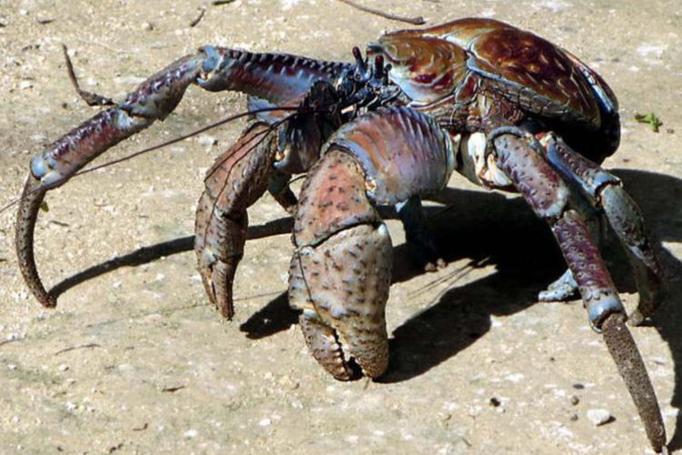 Kepiting Terbesar Di Dunia