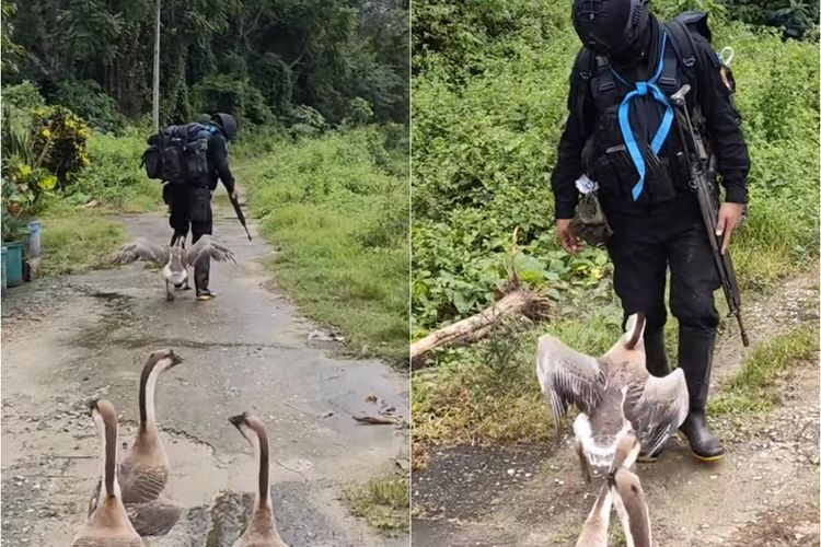 Momen Lucu Saat Tentara Lagi Patroli di Desa, Malah DIkejar Angsa yang ...