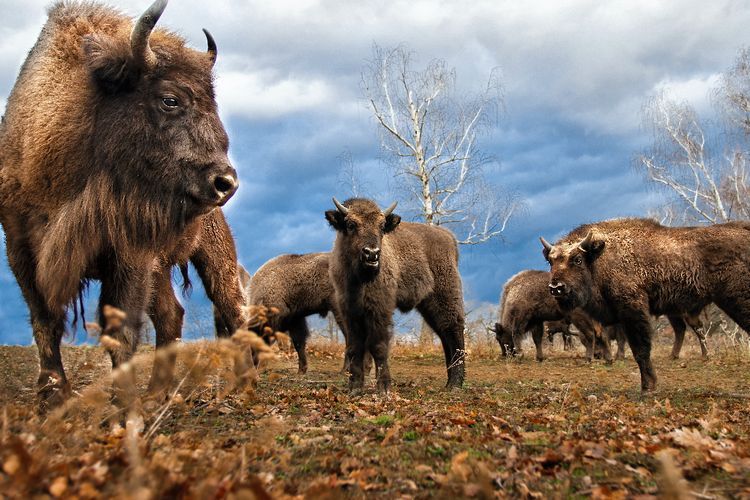 Taman Nasional Yellowstone Sempat Alami Kemacetan, Karena Ulah Bayi ...