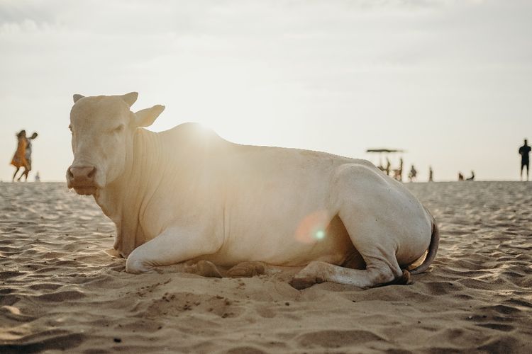 Pantai di Mediterania Ditutup Sementara Waktu karena Sapi-sapi di ...