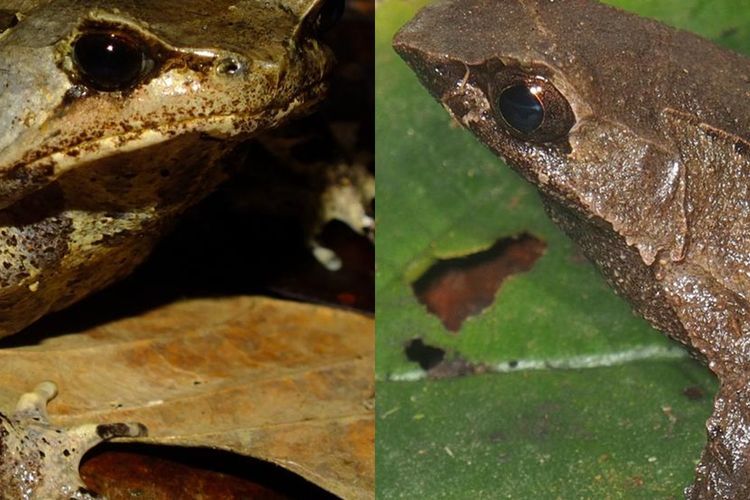Kamu Harus Tahu, 2 Spesies Baru Katak Tanduk Ditemukan di Pulau Sumatera