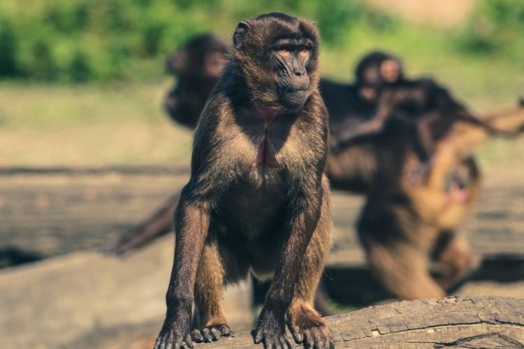 Sukses Transplatasi Testis Monyet ke Manusia, Kisah Dokter Asal Sidney ...