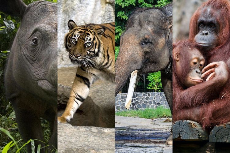 Mengenal Konservasi dan Empat Spesies Fauna Asal Sumatra yang Terancam ...