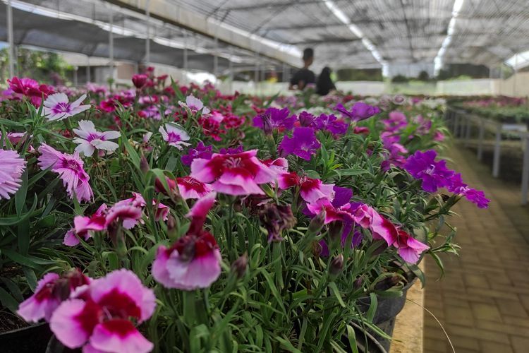 Pertama di Indonesia! Mal Ini Cuma Jual Bunga dan Tanaman Hias