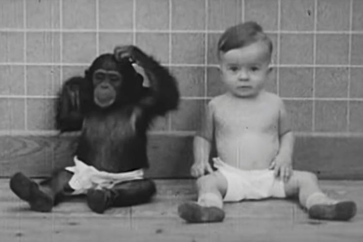 Bayi Manusia dan Simpanse Pernah Dibesarkan Bersama, Eksperimen yang ...