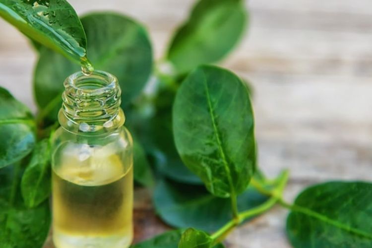 Mantap Banget! Selain Buat Kecantikan, Tea Tree Juga Punya Manfaat ...