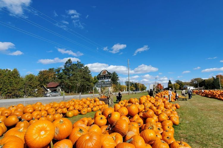 Mengunjungi Perkebunan Labu Raksasa di Kanada, Bisa Metik Langsung loh!