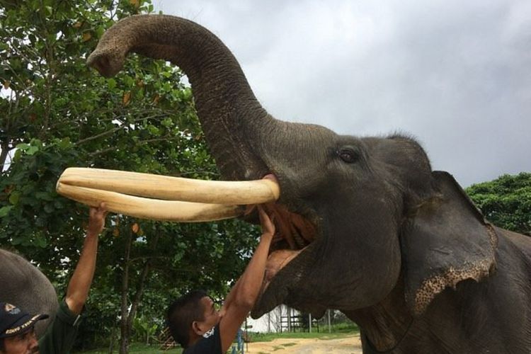 Mengejutkan! Ternyata Ada Sekolah Khusus Gajah di Riau, Cocok Buat ...