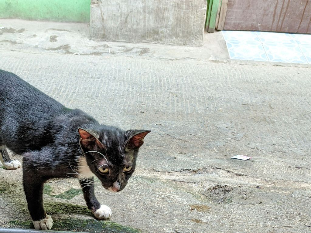 3 Mitos Seputar Kucing yang Masih Dipercaya Banyak Orang sampai ...