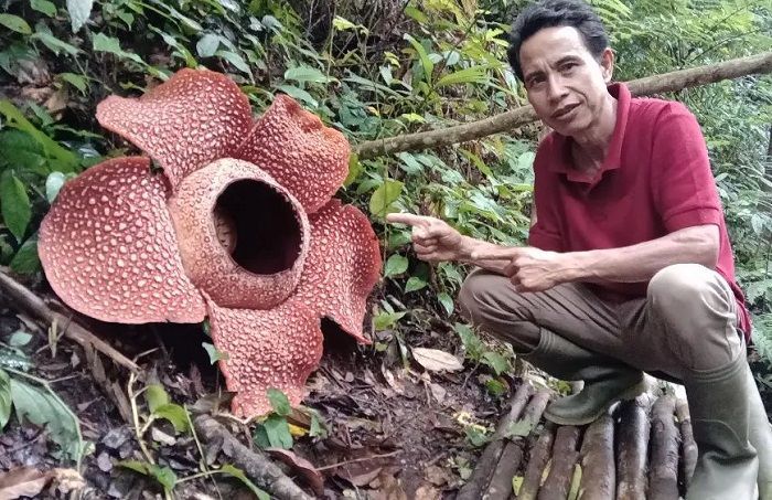 Fakta Bunga Rafflesia Arnoldi dan Asal-Usul Sebutan Bengkulu Sebagai ...