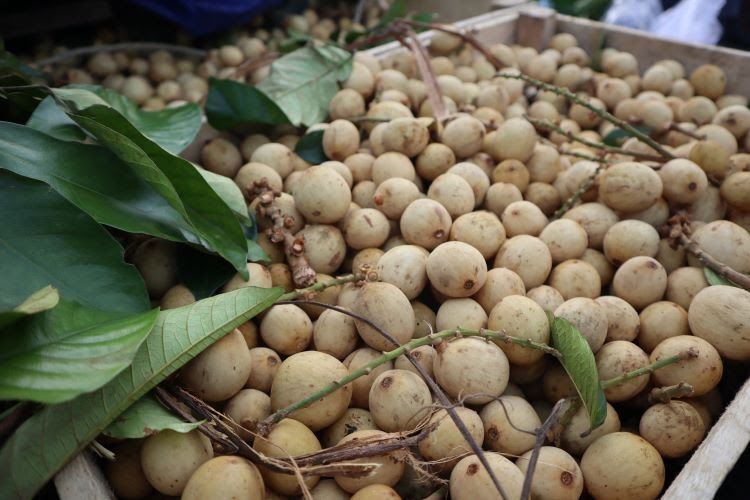5 Fakta Menarik Buah Langsat yang Sekilas Mirip Duku