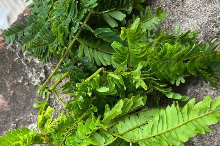 Cobain! Nasu Cemba Kuliner Khas Enrekang, Cita Rasa Rempah dan Lembut ...