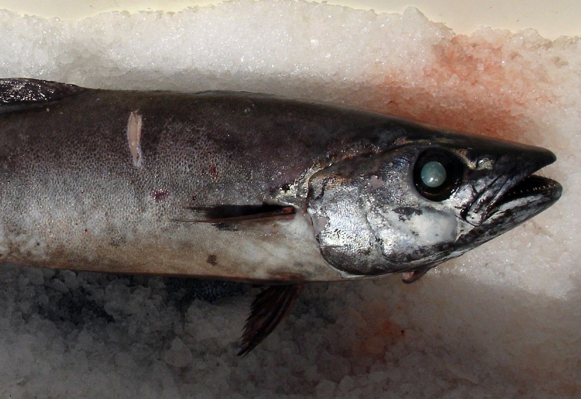 Resep dan Cara Membuat Bola Ikan Gindara Khas Manado