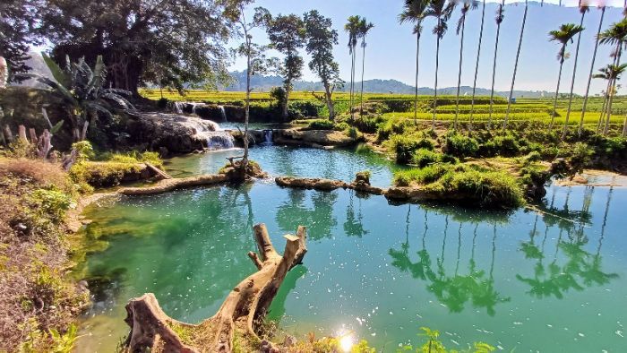 Cantiknya Weekacura, Air Terjun Unik di Tengah Area Persawahan Pulau Sumba