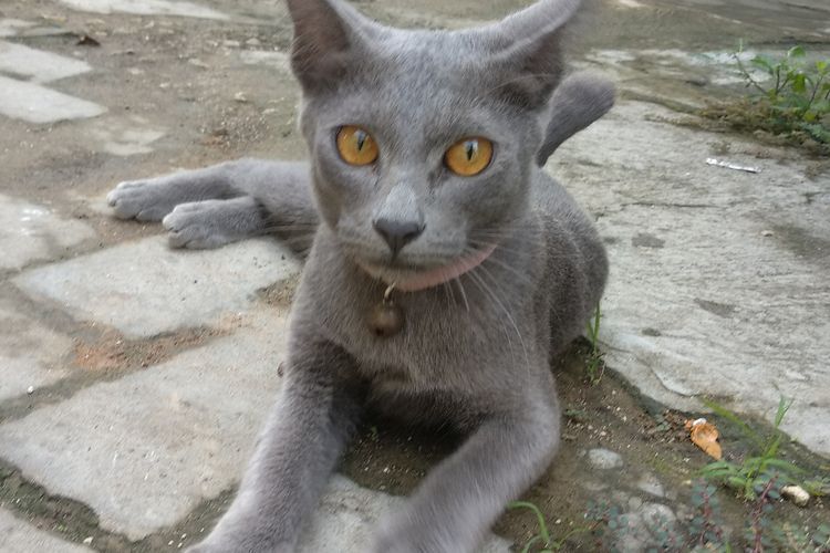 5 Fakta Menarik Busok, Kucing Ras Asli Indonesia yang Diakui Dunia