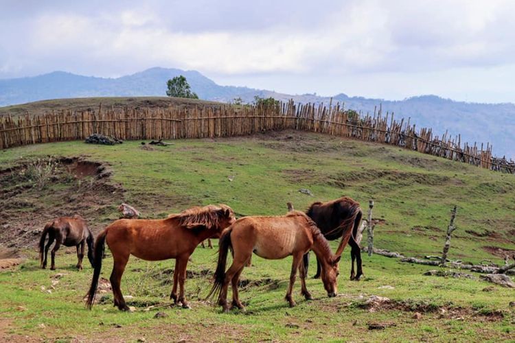 Melihat Kawanan Kuda Menikmati Padang Rumput di Bukit Lulun NTT, Bikin Adem
