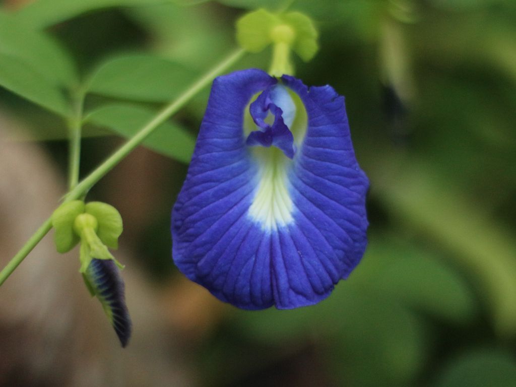 Manfaat dan Cara Mengolah Bunga Telang, Ternyata Bagus untuk Kesehatan